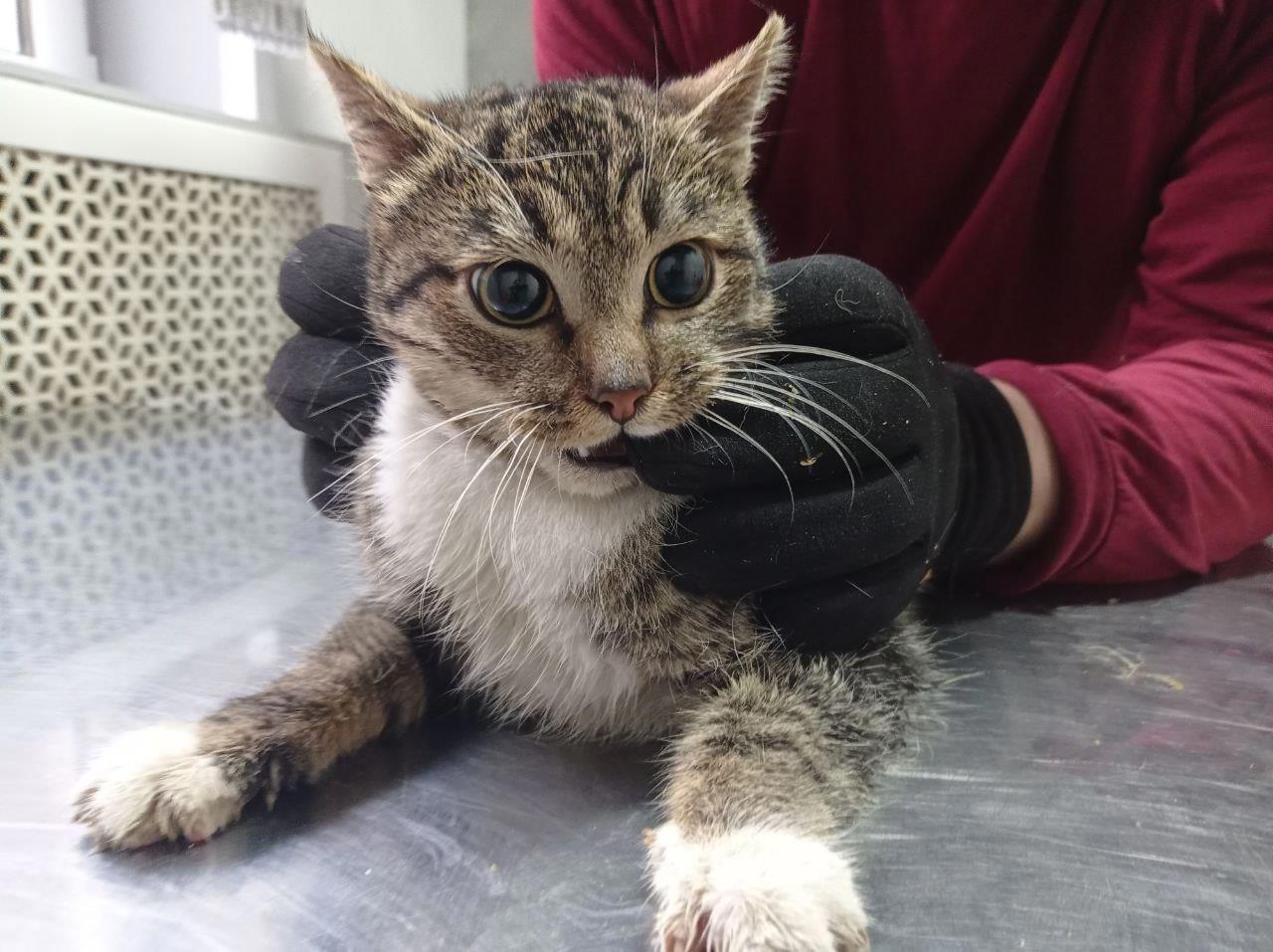 Ой, смотрите, автора жуют! / Лео Сухов @leosuhov. Опубликовано: 24 дек ...